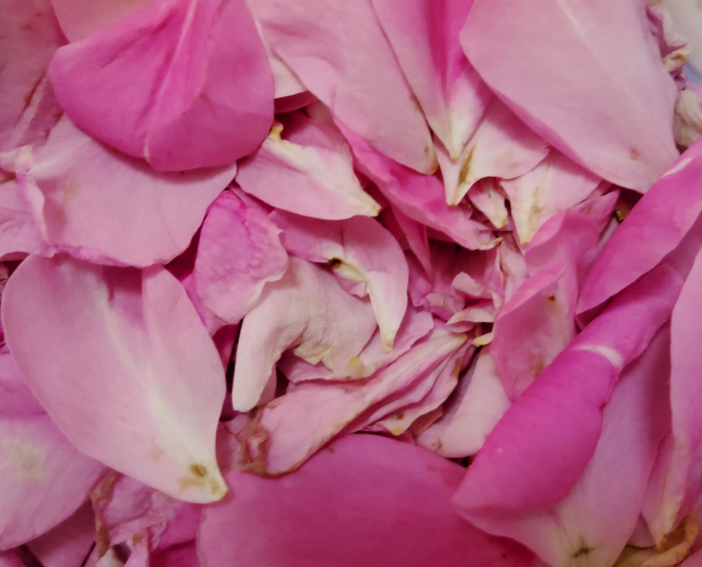 Rose Petal Syrup | Adeline Panamaroff