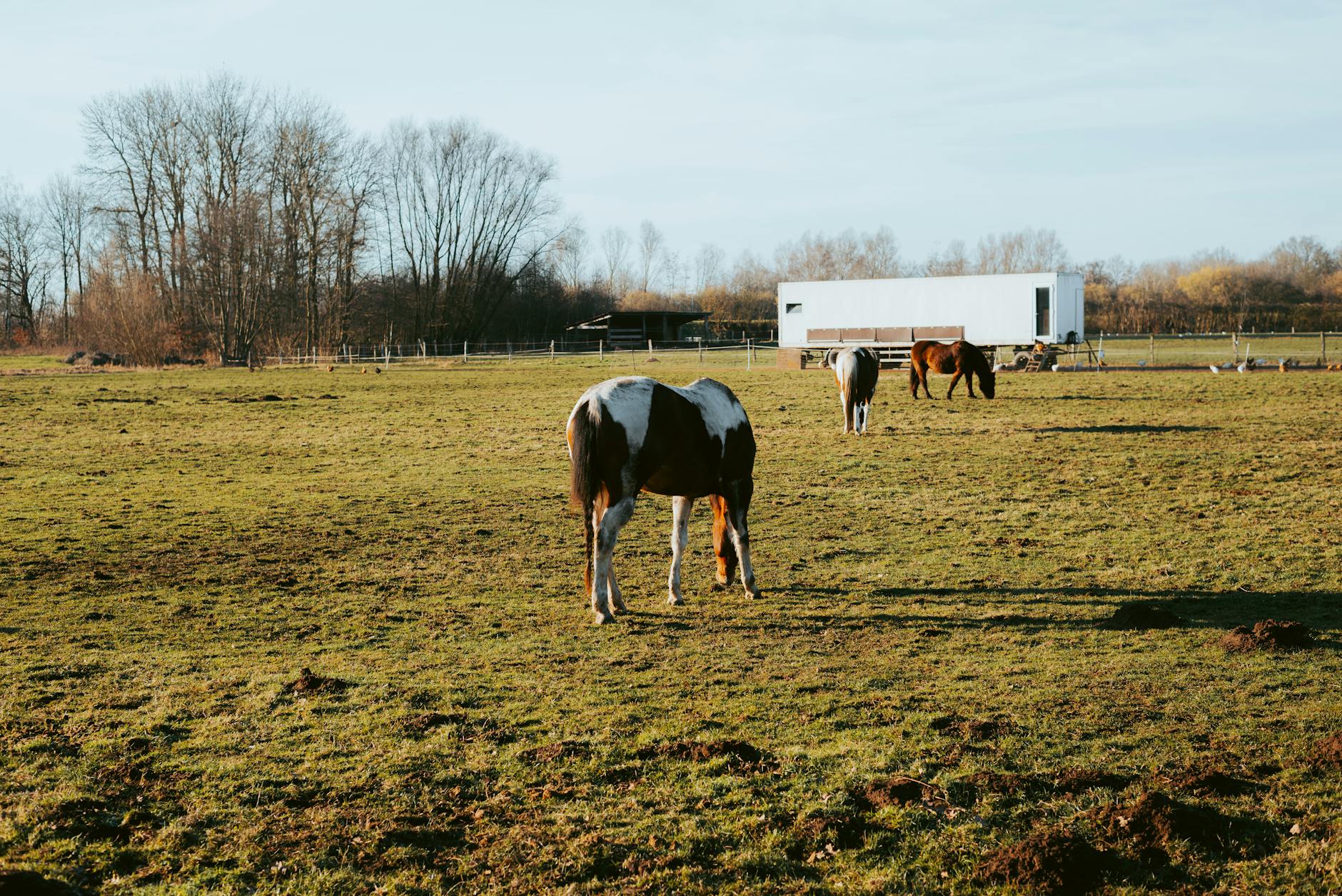 Nova Scotia Expands Equine Therapy Access for Addictions Recovery in ...